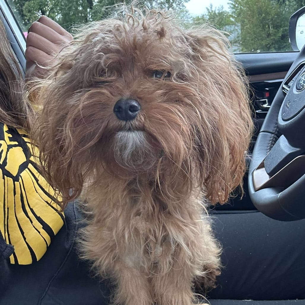 Adopt Rack of Ribs Today - Find Paw Pal