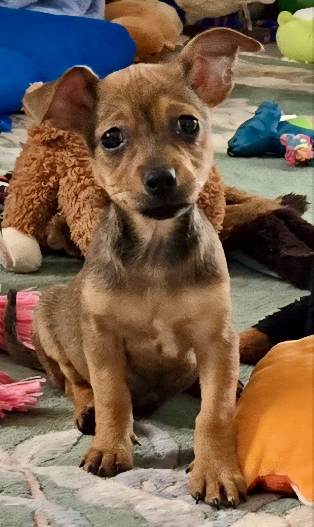 Adopt Maui Today - Find Paw Pal