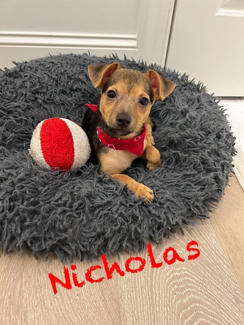 Adopt Nicholas Today - Find Paw Pal