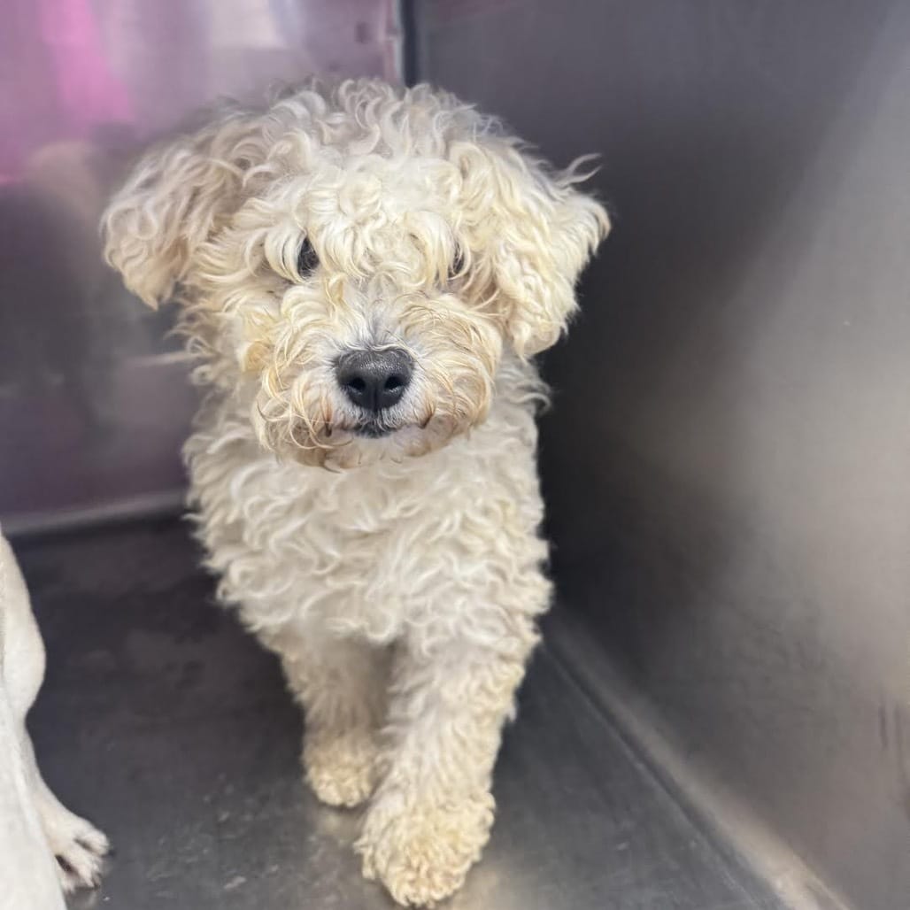 Adopt Prissy Today - Find Paw Pal