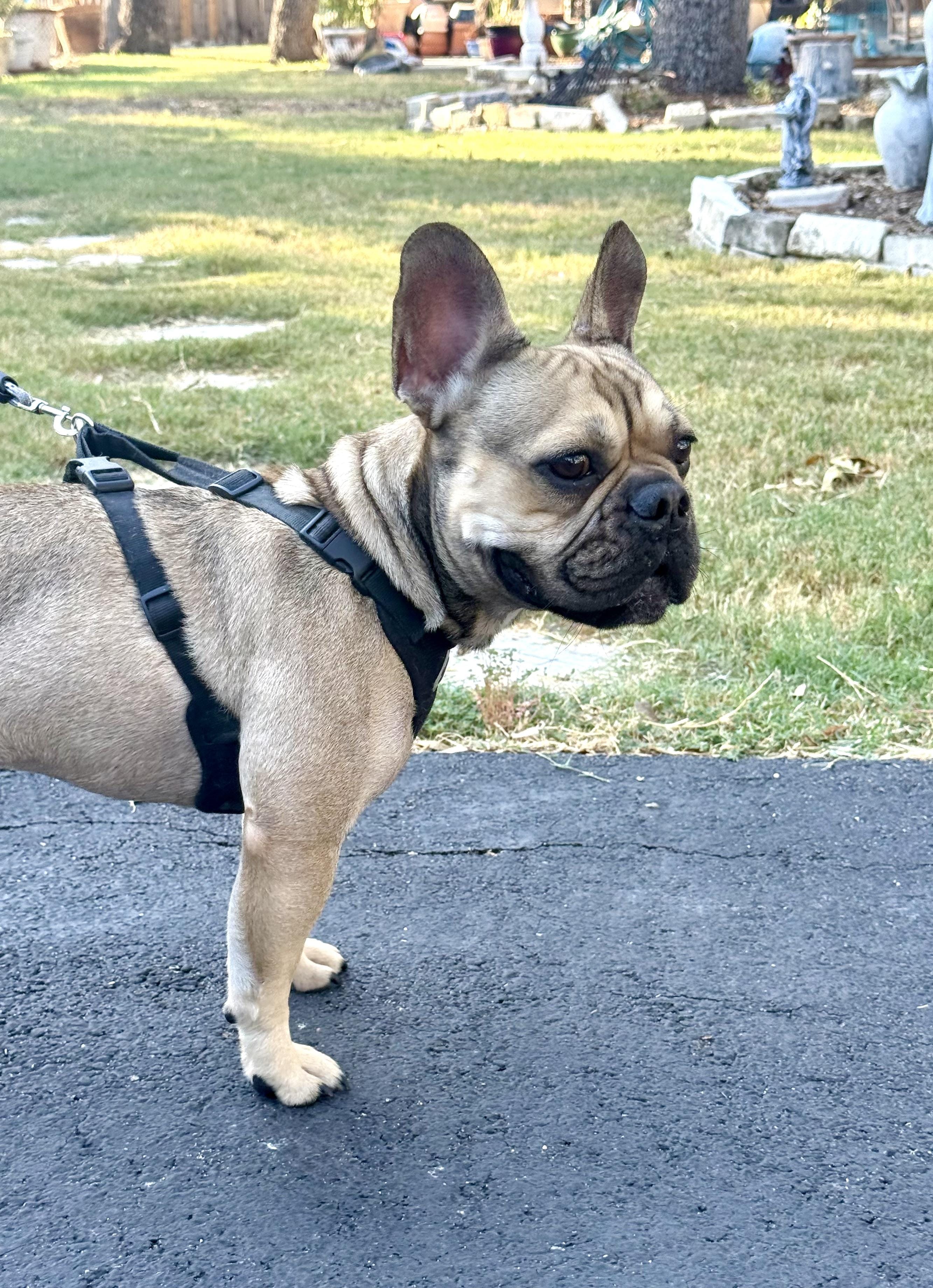 Adopt Asher- the stunning healthy Frenchie Today - Find Paw Pal