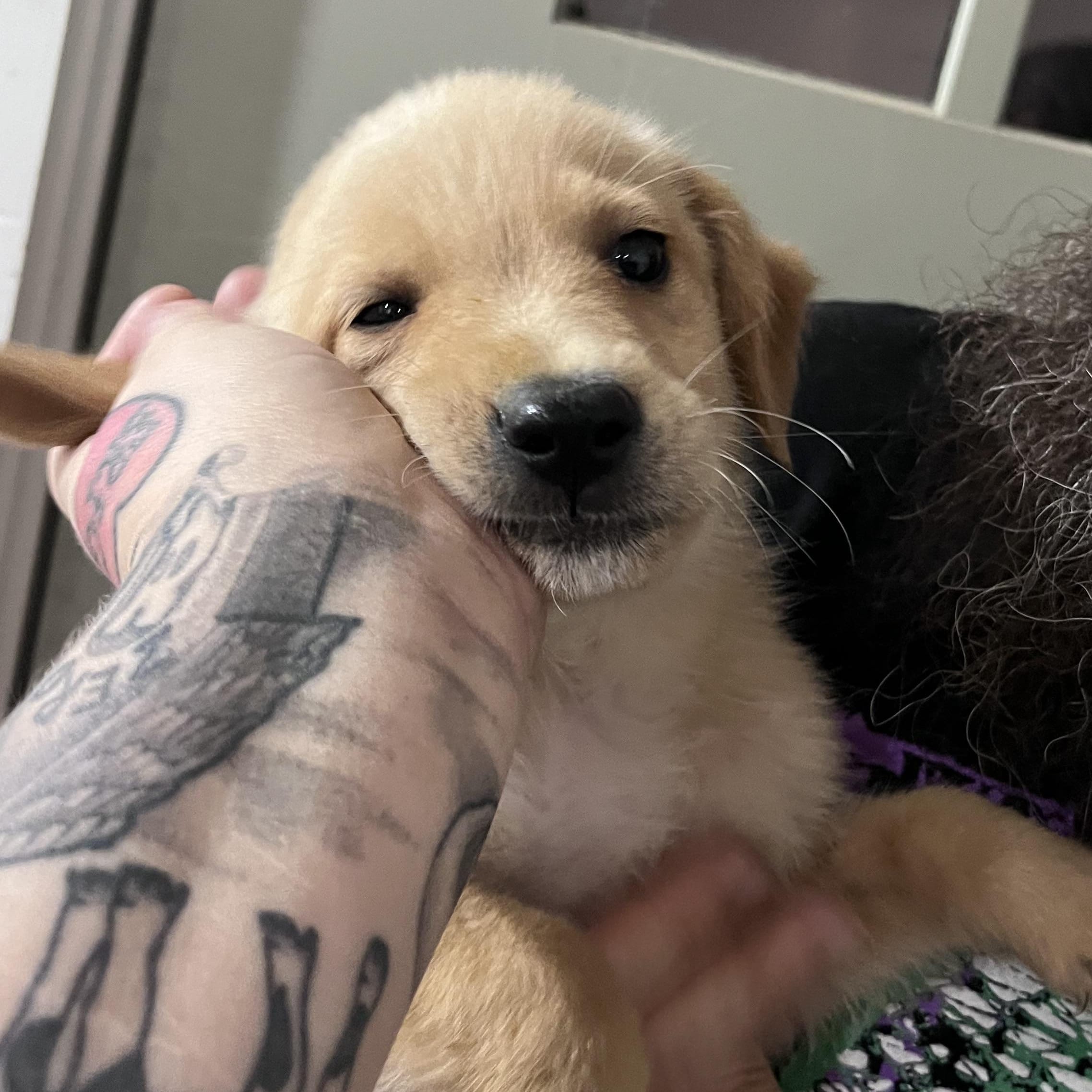 Adopt Tony Stark Today - Pets TheCountyOffice