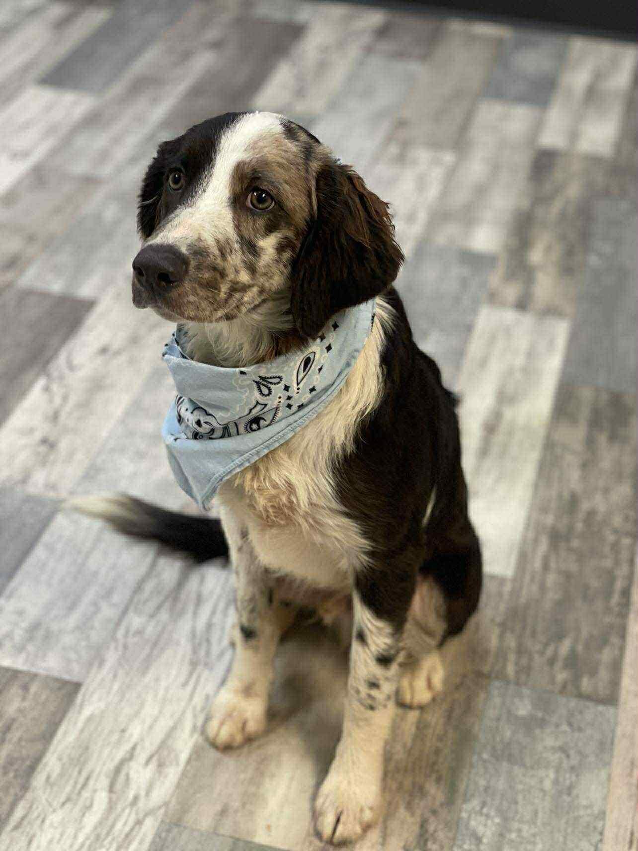 Adopt Cooper the mixed breed Today - Pets TheCountyOffice