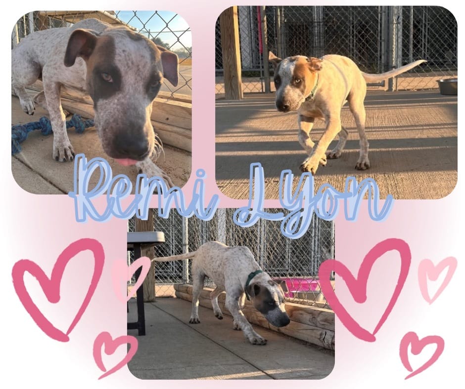Adopt Remi Lyon Today - Find Paw Pal