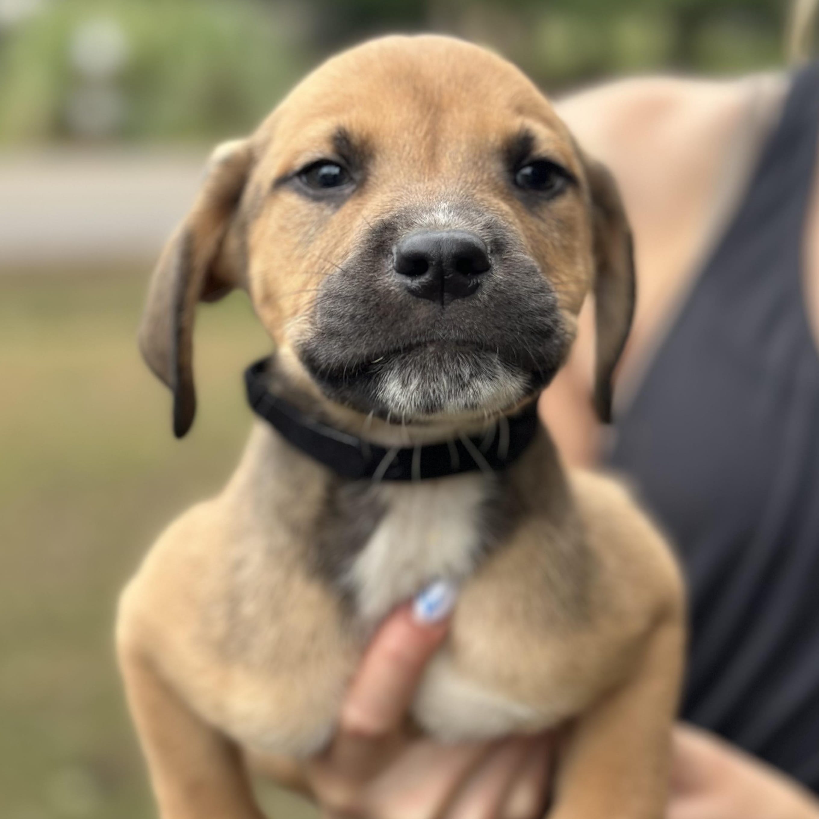 Adopt Sebastian Today - Pets TheCountyOffice
