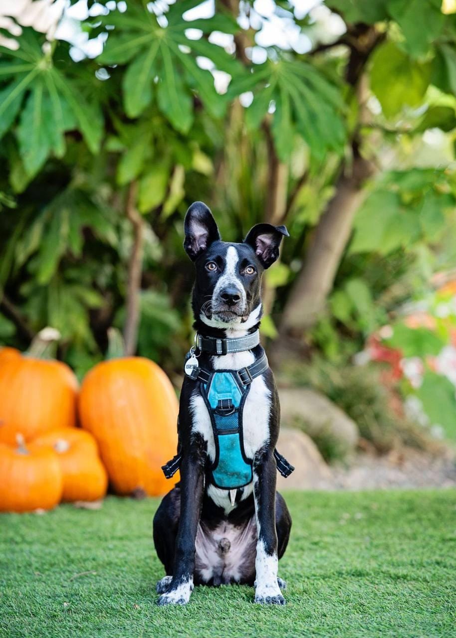 Adopt Stewie Today - Pets TheCountyOffice