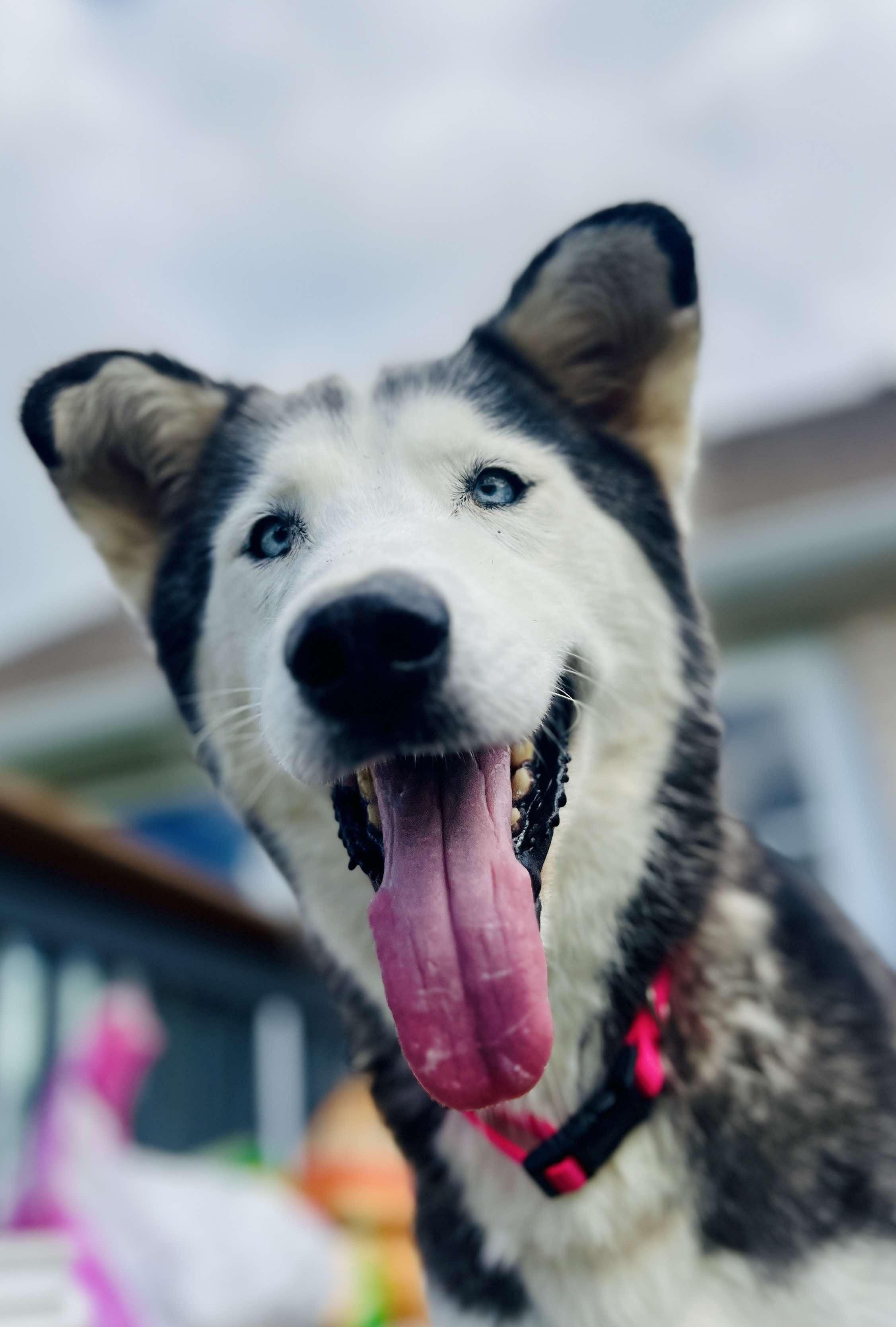 Adopt Meeka Today - Pets TheCountyOffice