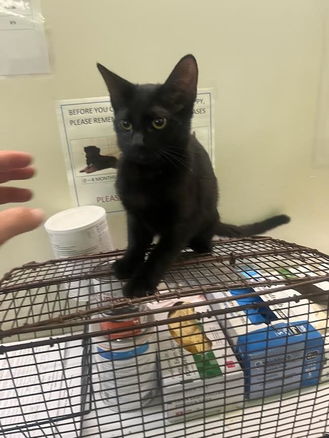 Adopt COLE Today - Pets TheCountyOffice