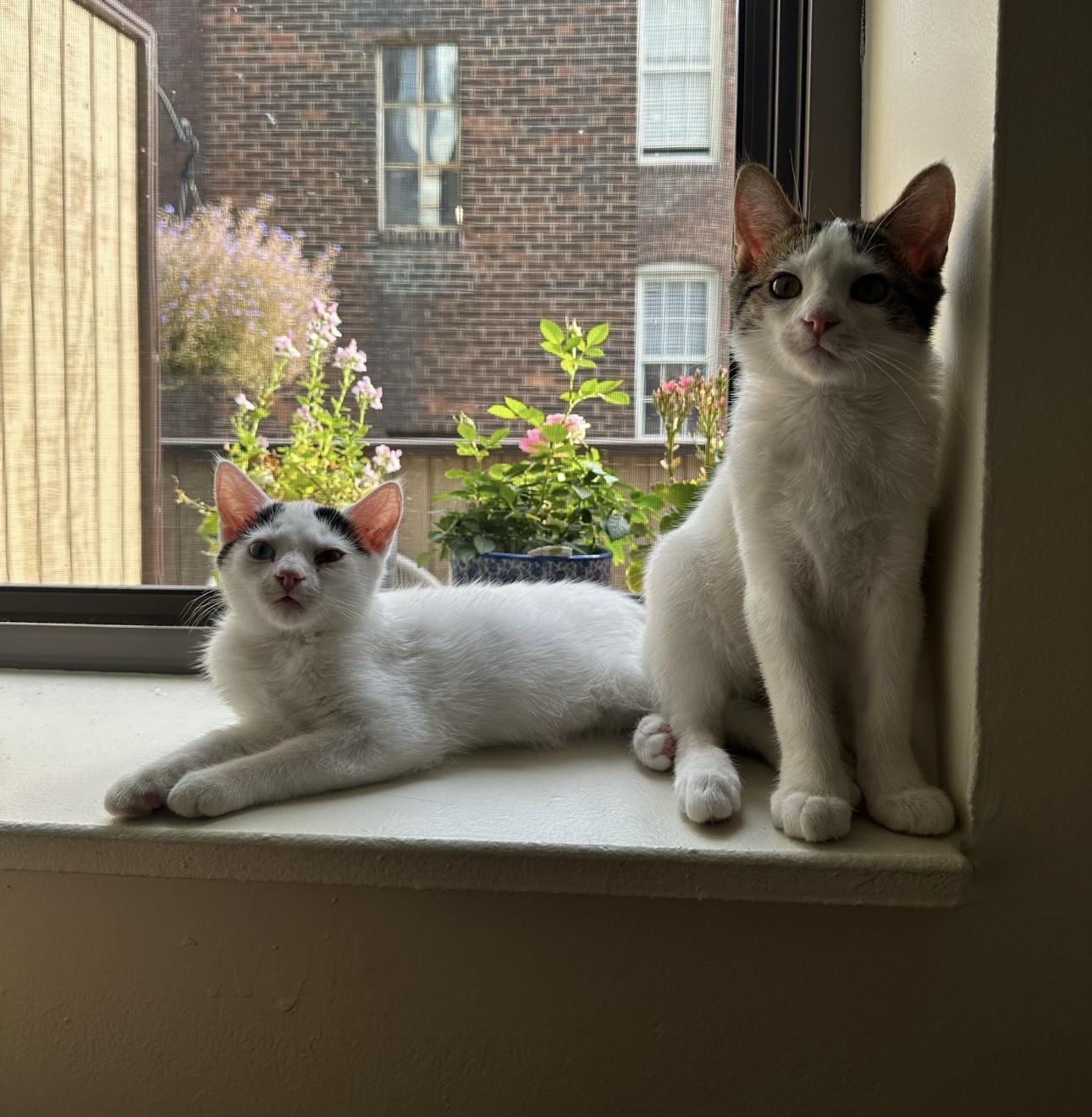 Adopt Dexter - In the New England Area with brother Dean Today - Pets ...