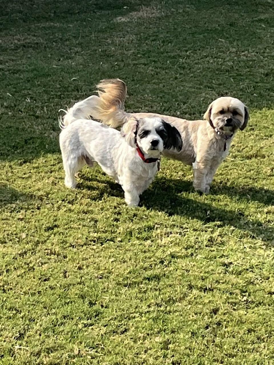 Adopt Appa and Toph Today - Pets TheCountyOffice