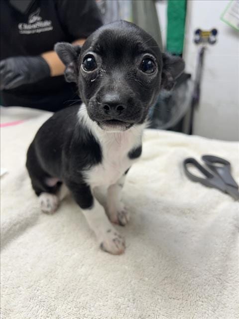 Adopt *MULBERRY Today - Pets TheCountyOffice