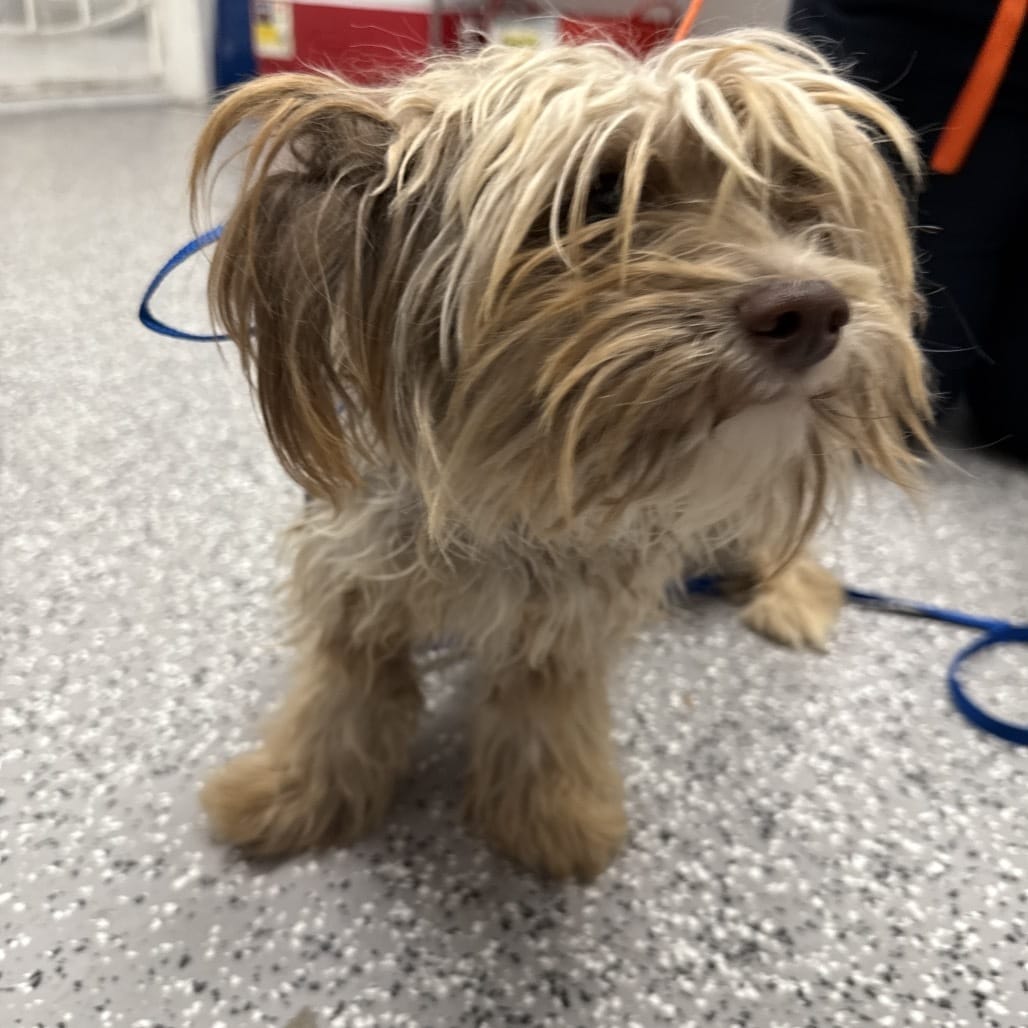 Adopt Benji Today - Pets TheCountyOffice