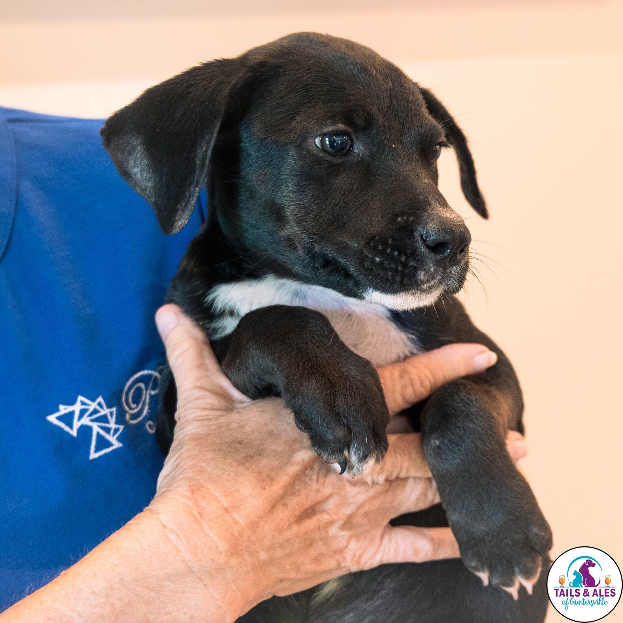 Adopt Willow & Maple Today - Pets TheCountyOffice