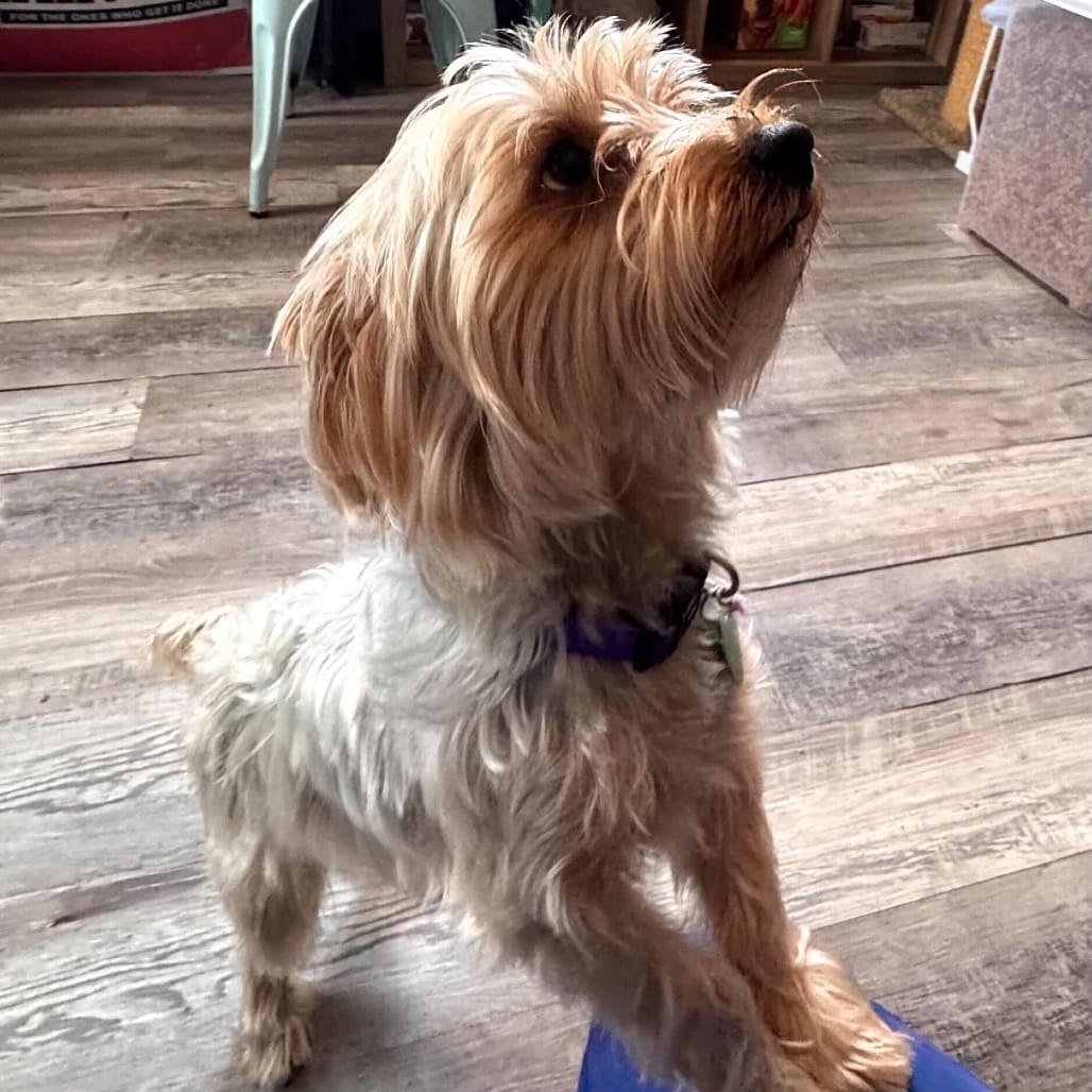 Adopt Benji Today - Pets TheCountyOffice