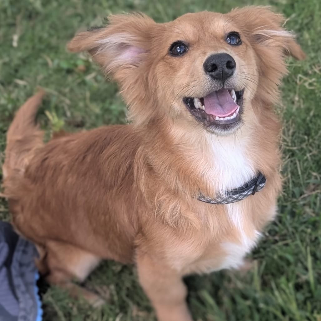 Adopt Mack Today - Pets TheCountyOffice