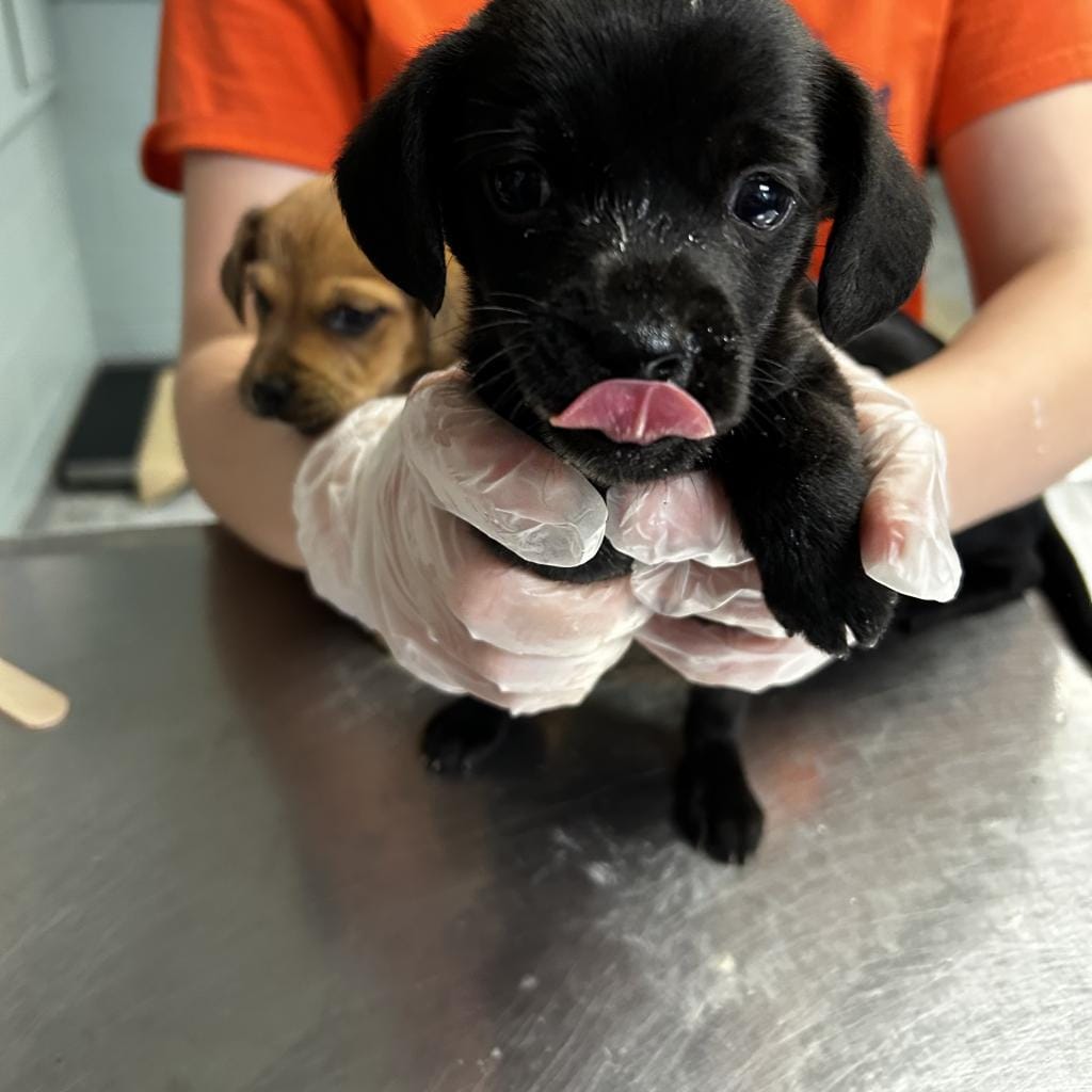 Adopt Purah Today - Pets TheCountyOffice