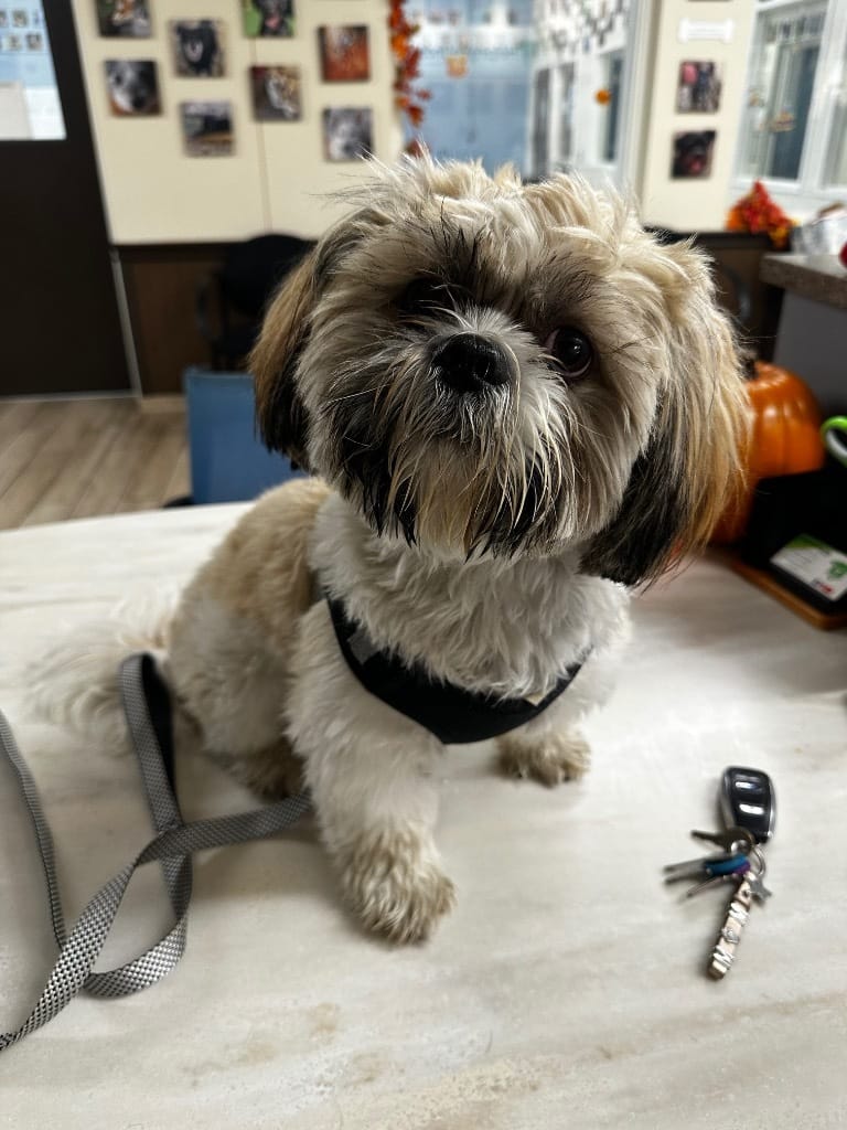 Adopt Chico Today - Pets TheCountyOffice