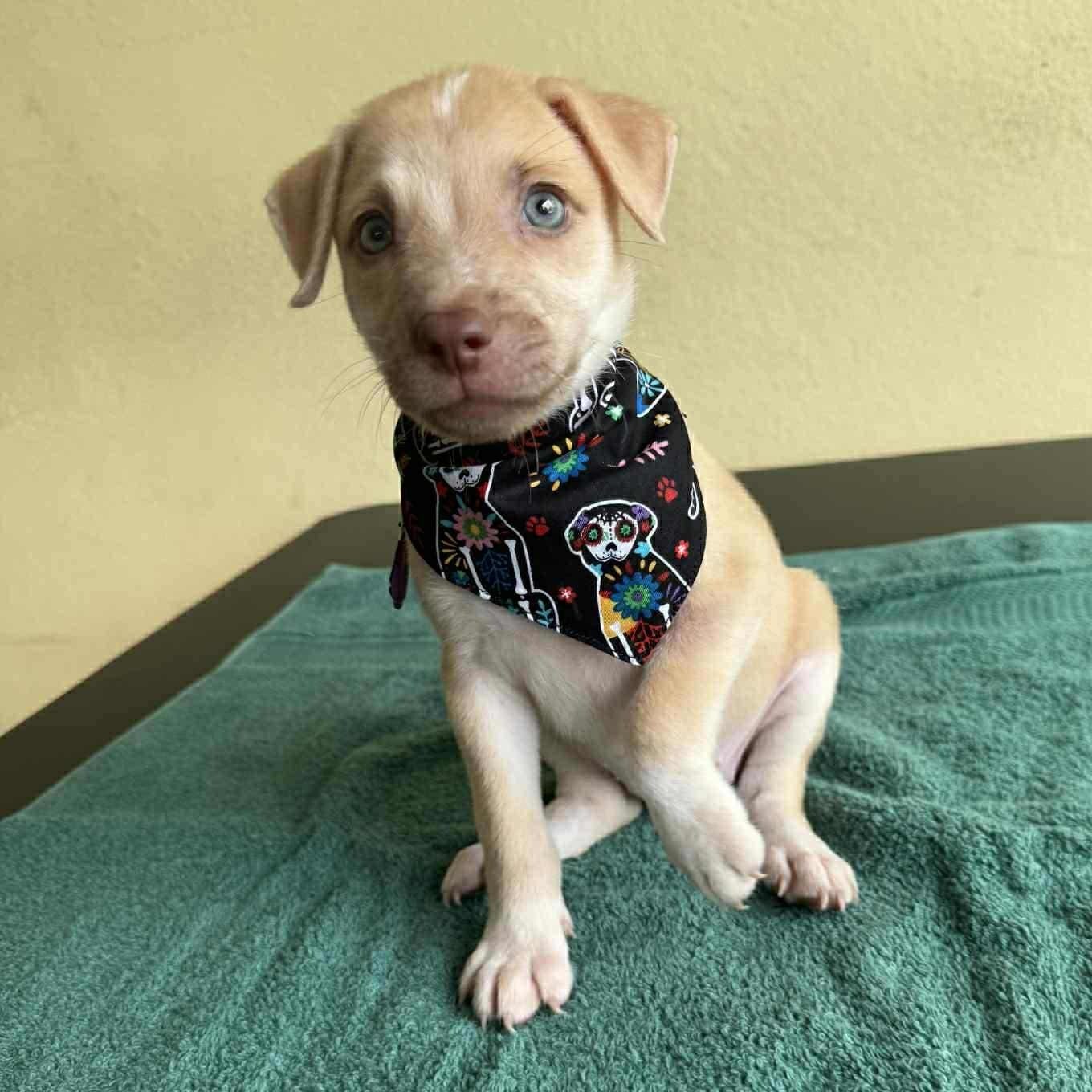 Adopt Hannah Today - Pets TheCountyOffice