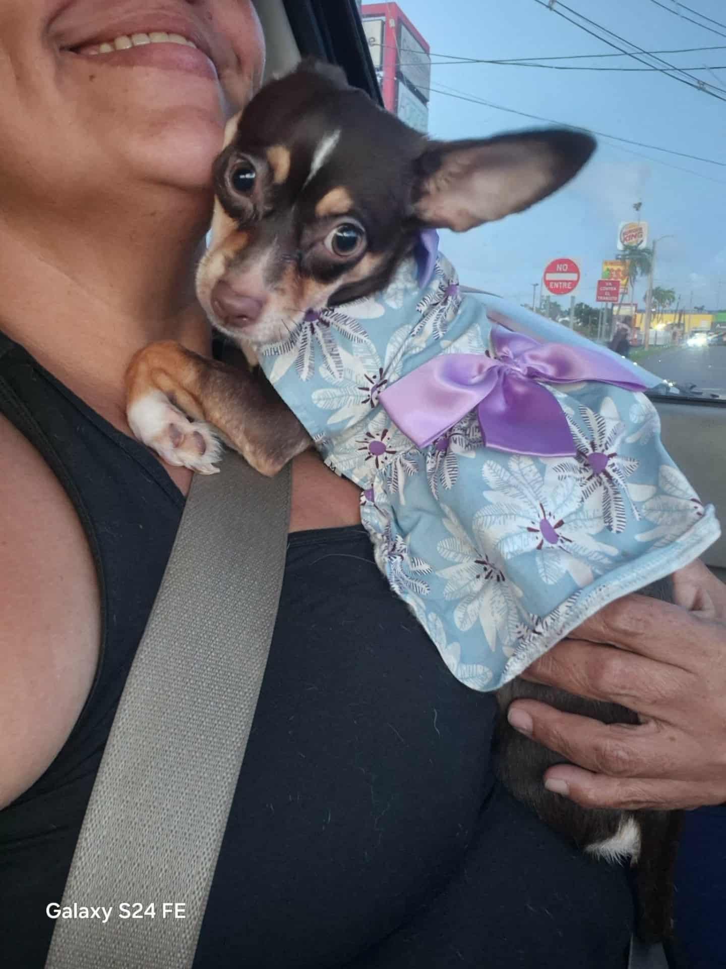 Adopt Samira Today - Find Paw Pal