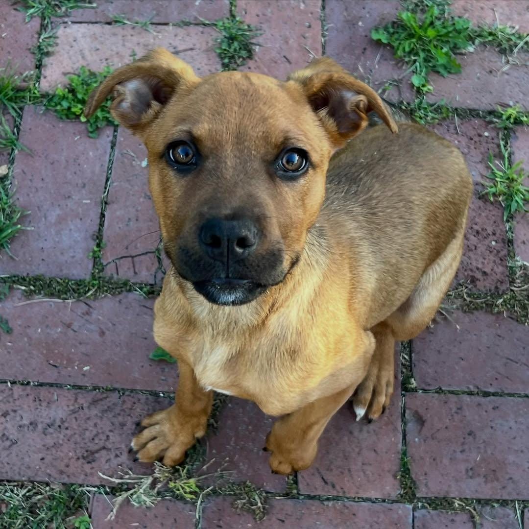 Adopt Ruby Today - Find Paw Pal