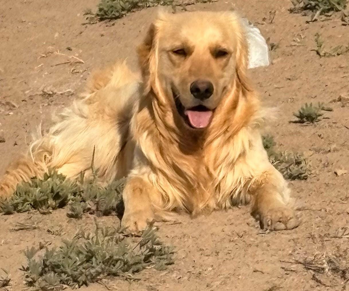 Adopt 59557618 Today - Pets TheCountyOffice