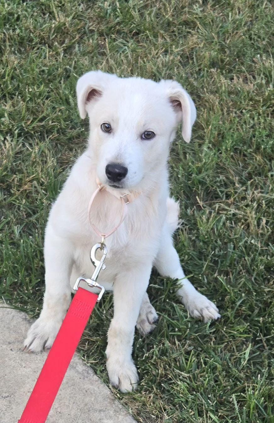 Adopt WAFFLES $425 Today - Pets TheCountyOffice