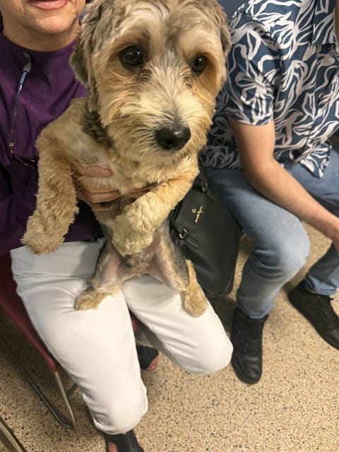 Adopt TOBY Today - Pets TheCountyOffice