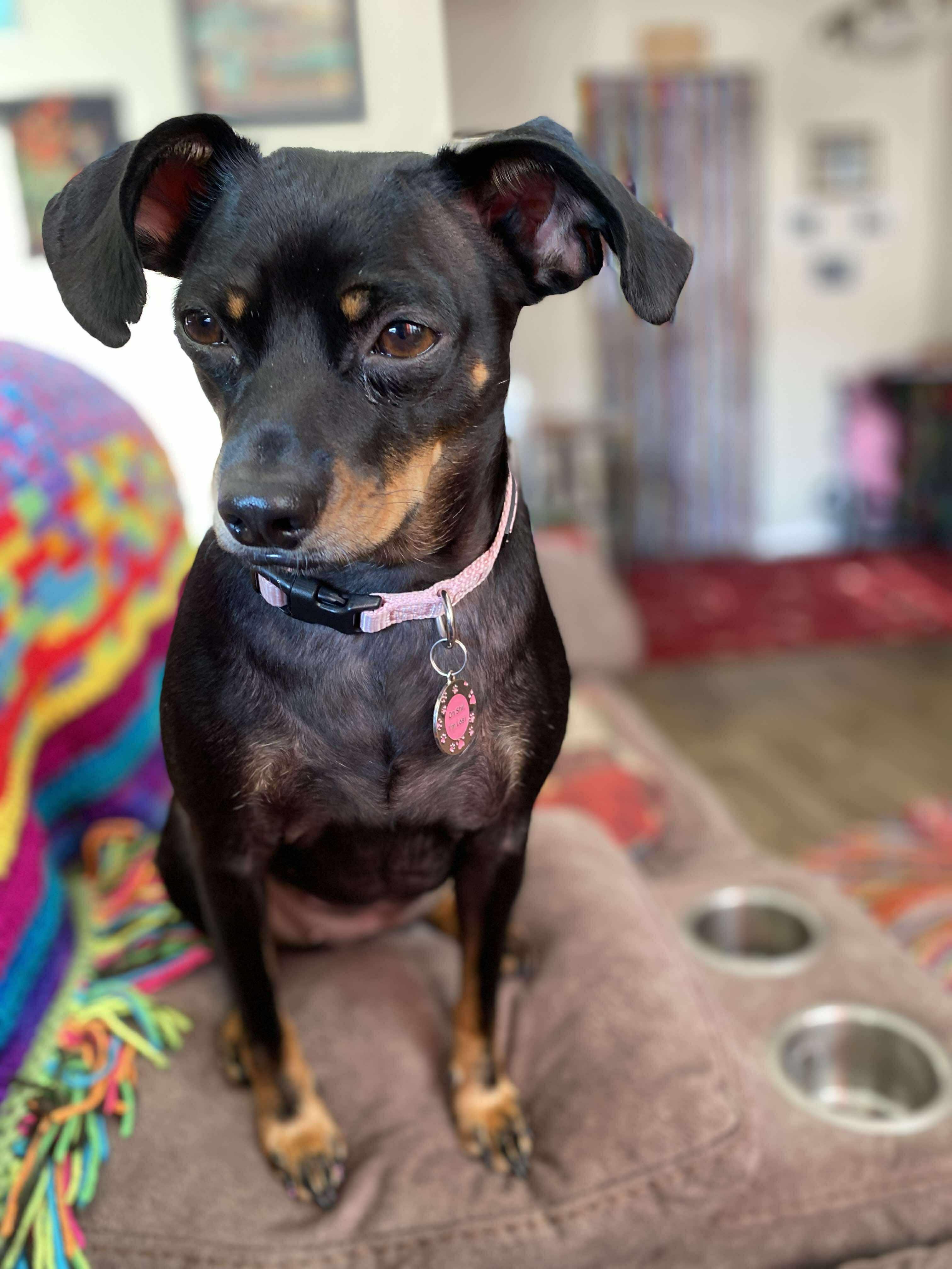 Adopt Princess Today - Pets TheCountyOffice