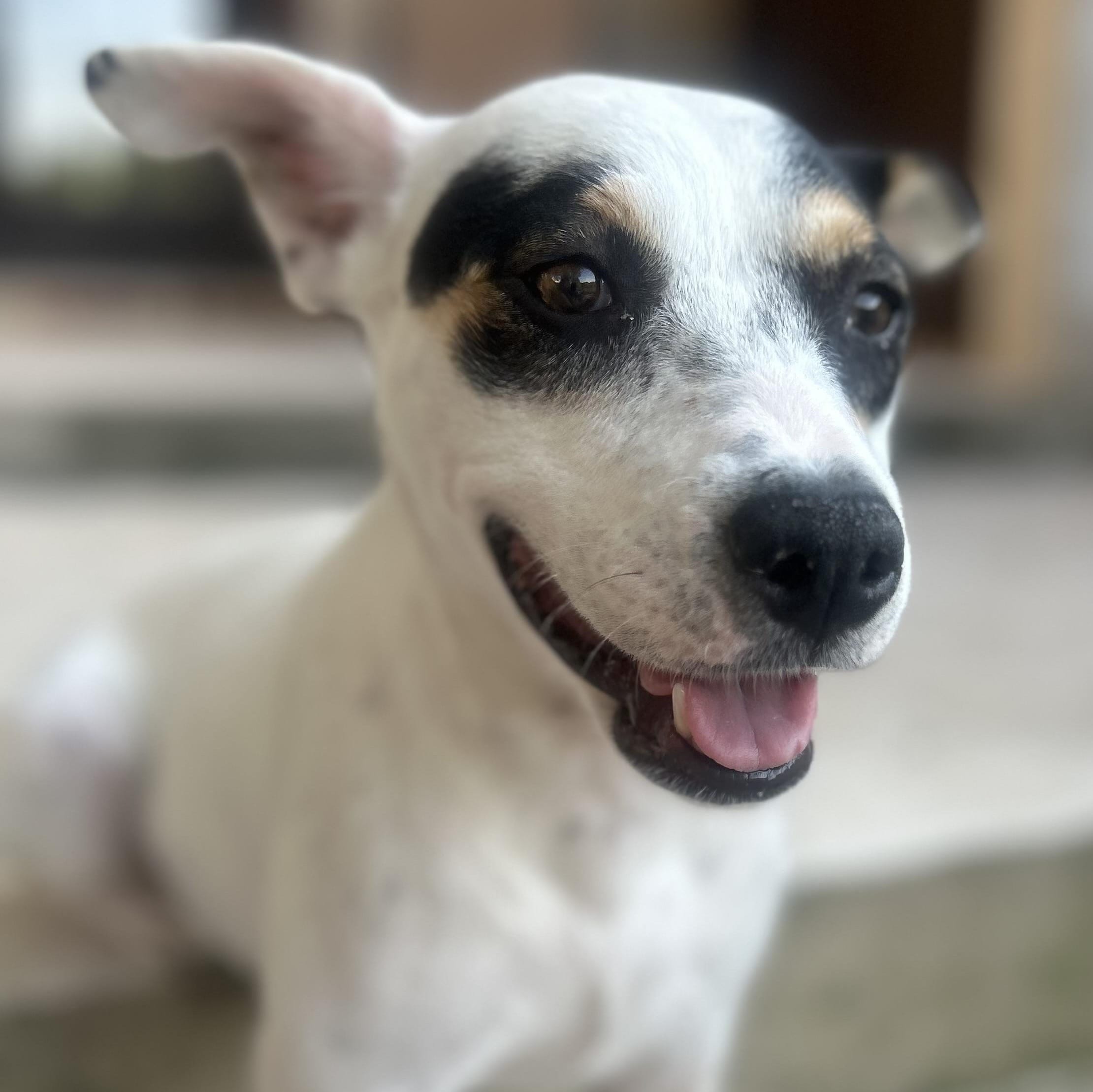 Adopt Jane Today - Pets TheCountyOffice