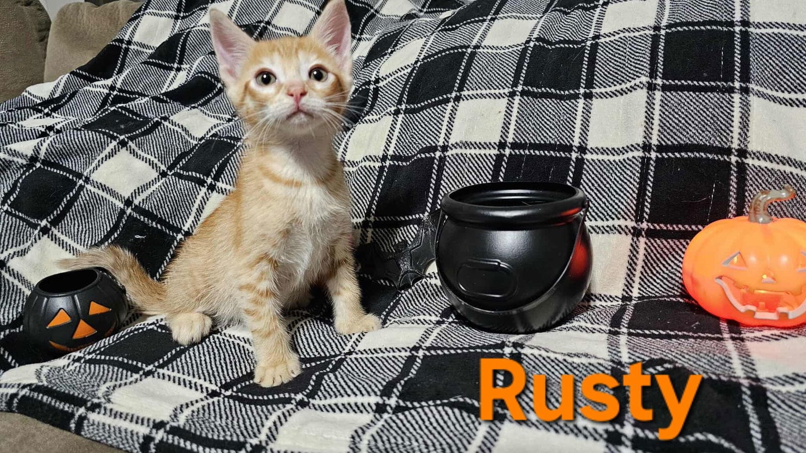 Adopt Rusty Today - Pets TheCountyOffice