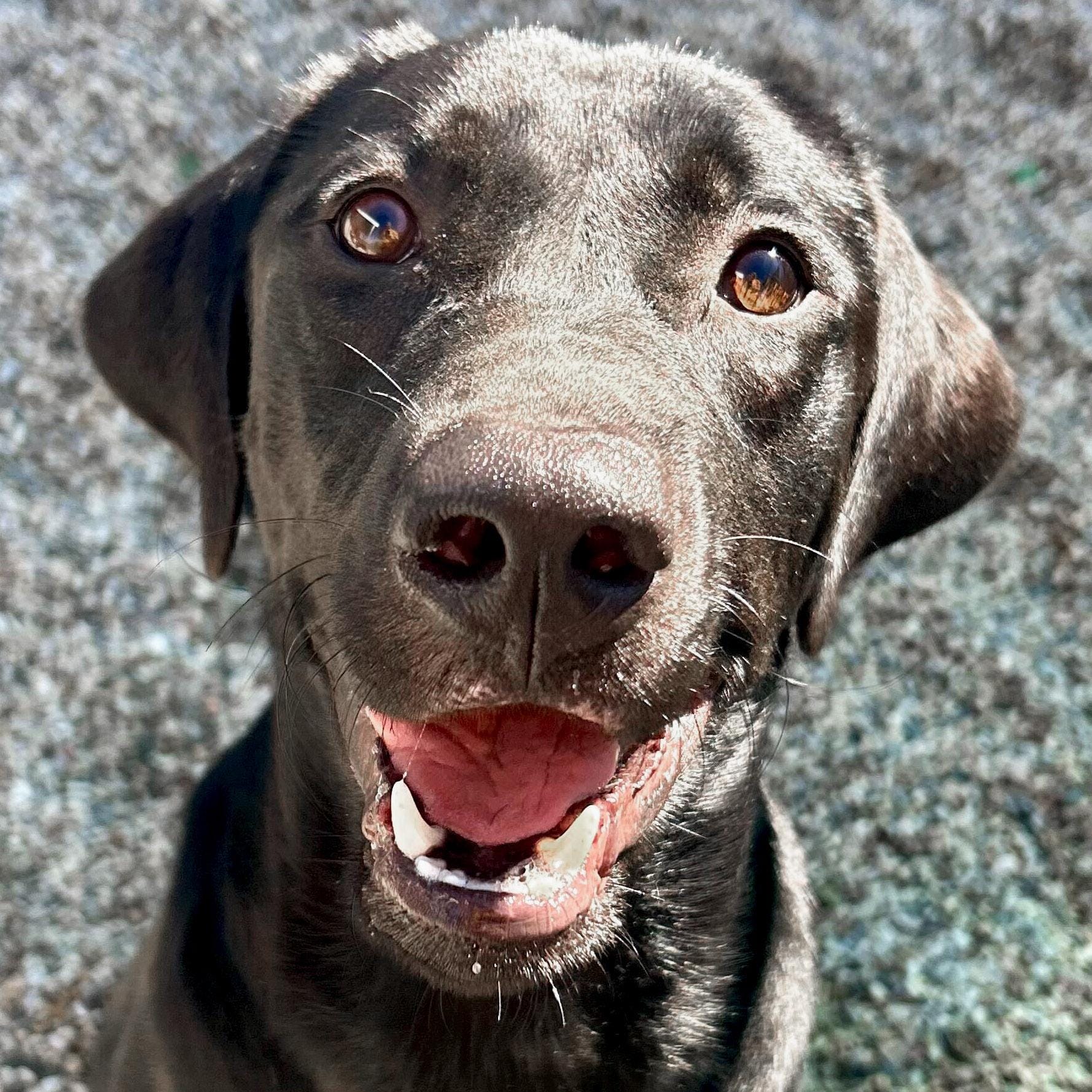 Adopt Chevy Today - Pets TheCountyOffice