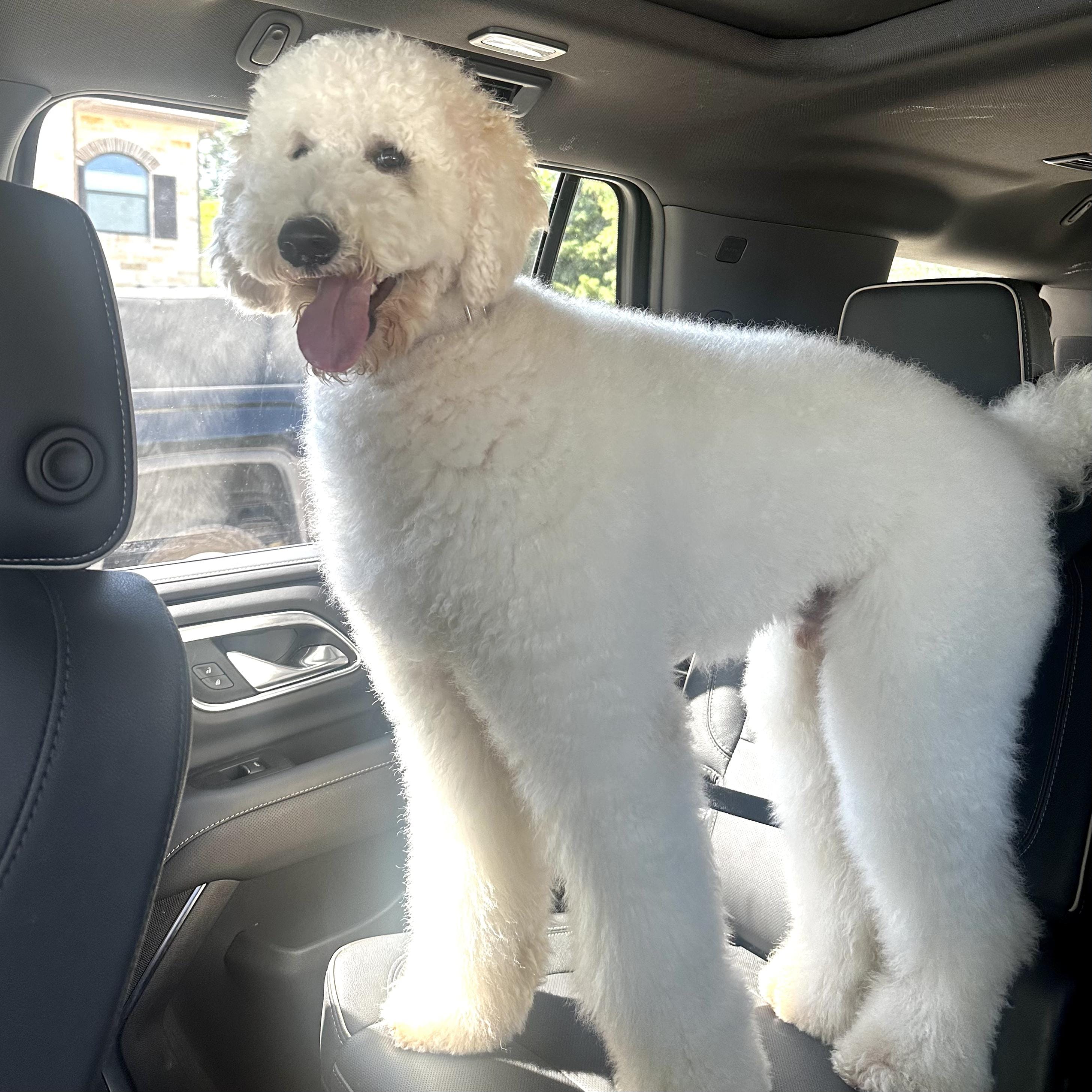 Adopt Leo Today - Pets TheCountyOffice