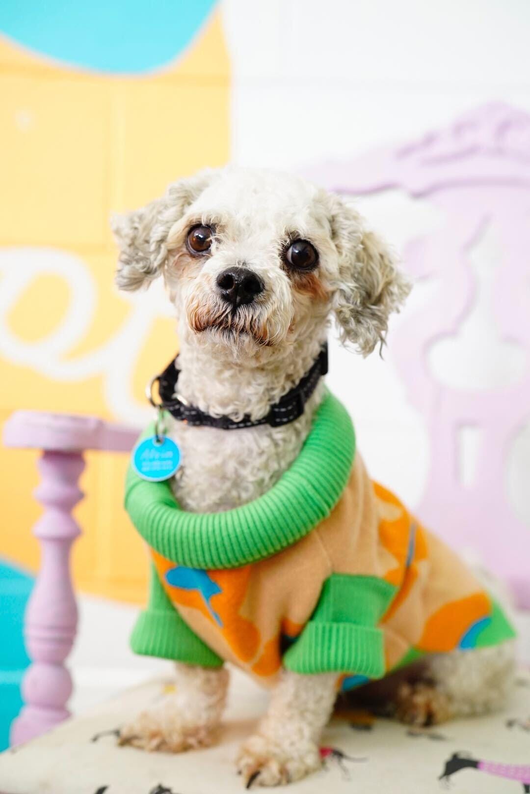 Adopt Alvin Today - Pets TheCountyOffice