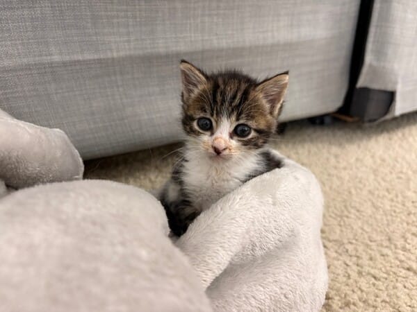 Adopt Gizmo Today - Pets TheCountyOffice