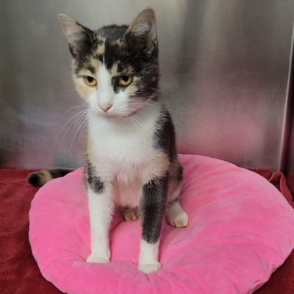 Adopt Buffy Today - Find Paw Pal