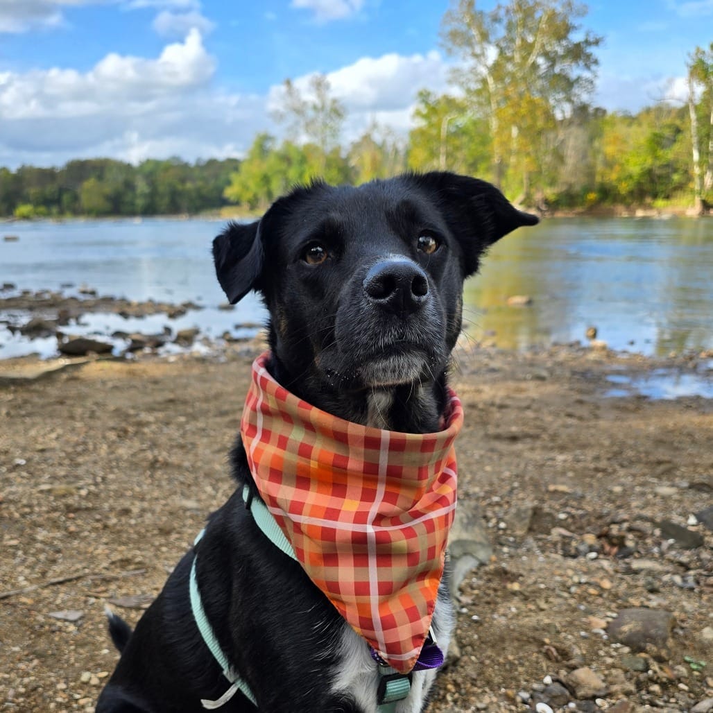 Adopt Pupperino FKA Lazy River Today - Find Paw Pal