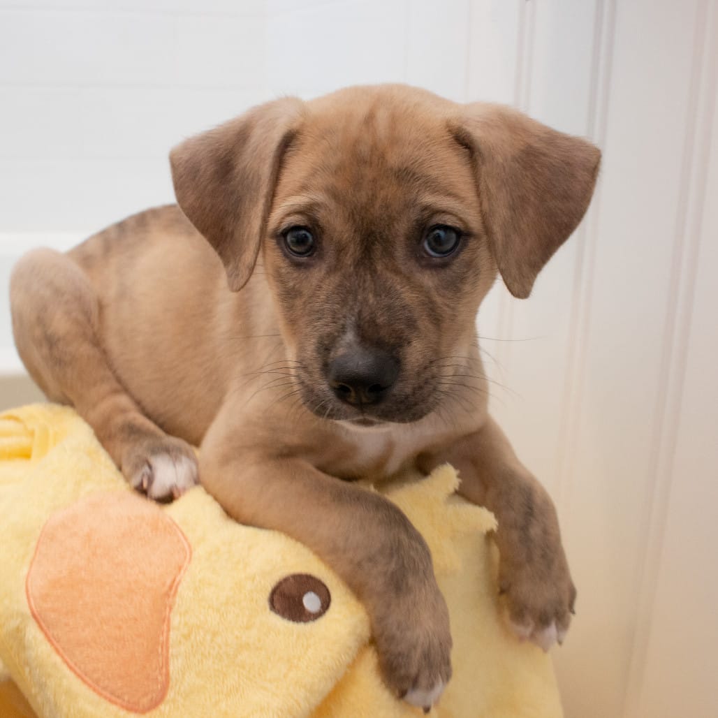 Adopt Gus Gus Today - Find Paw Pal