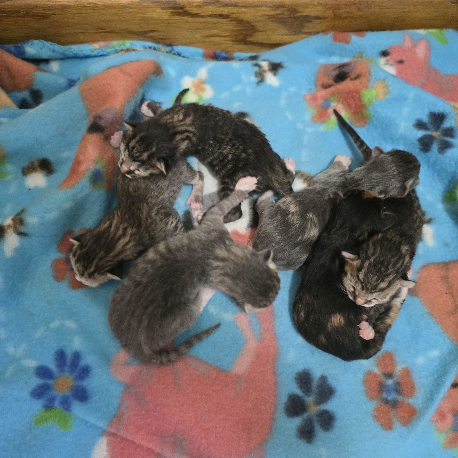 Adopt Scott Today - Find Paw Pal