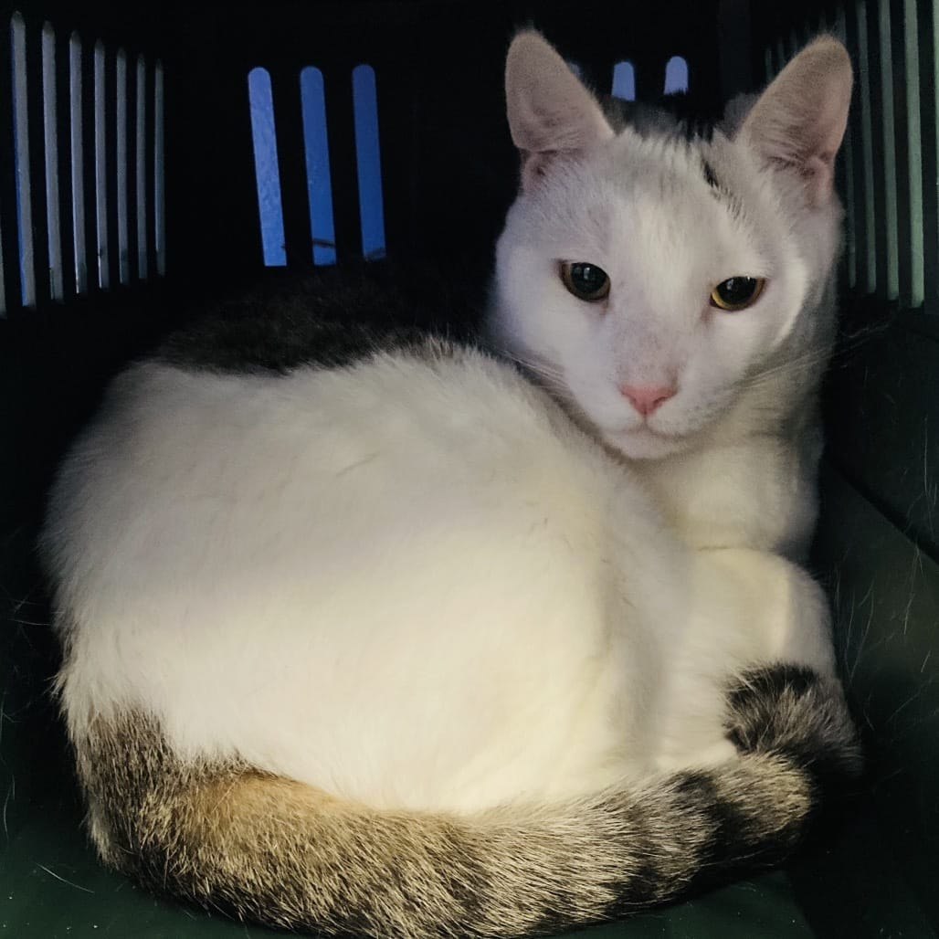 Adopt Clover Today - Find Paw Pal