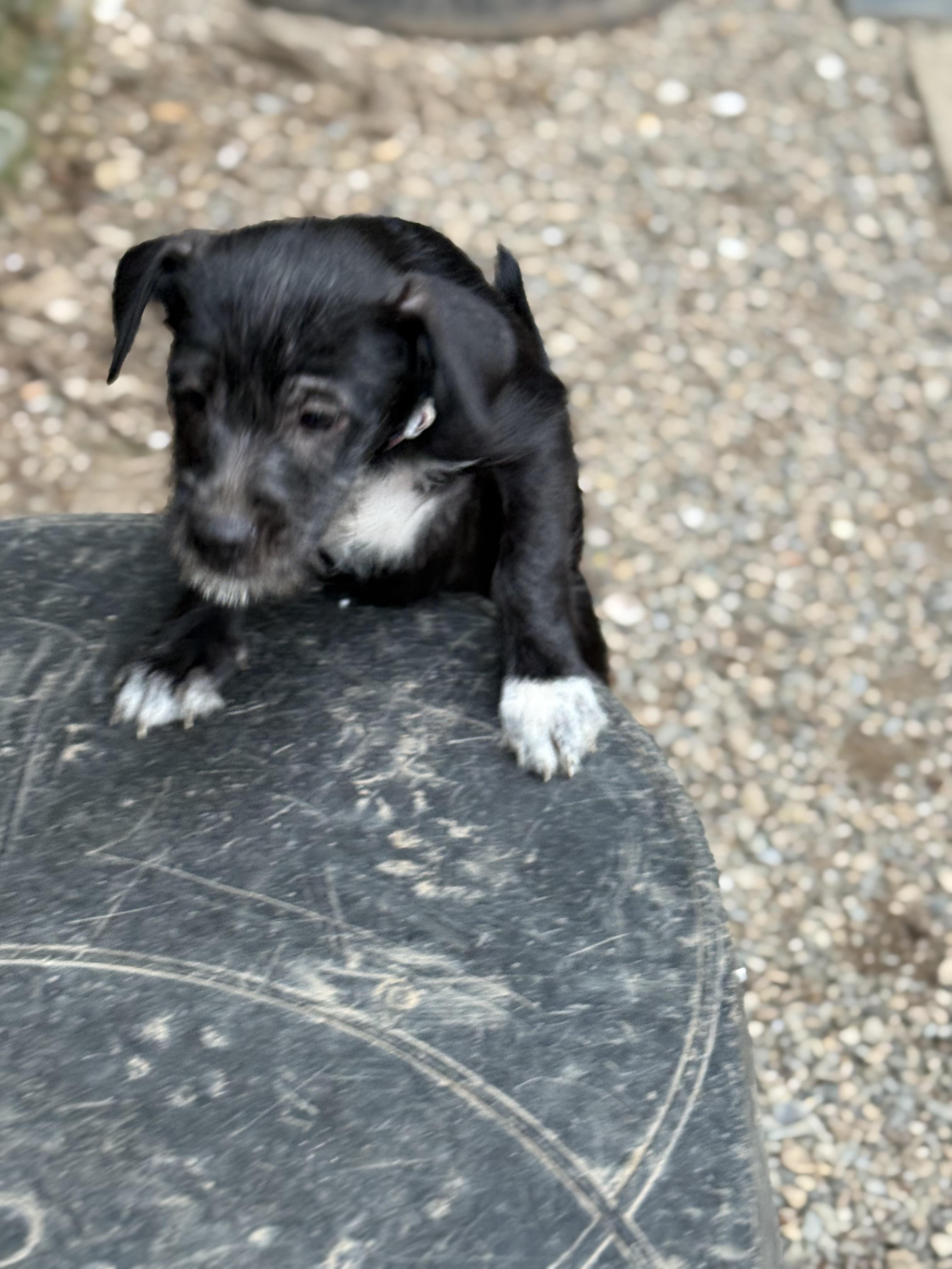 Adopt Whiskers Today - Find Paw Pal
