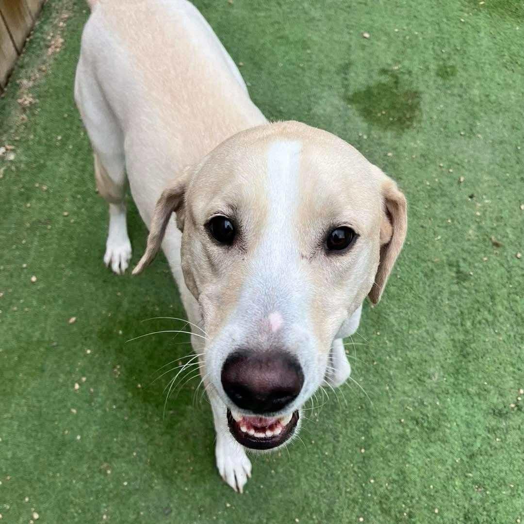 Adopt SULLY BAD DIVORCE FAMILY CAN NOT KEEP Today - Find Paw Pal