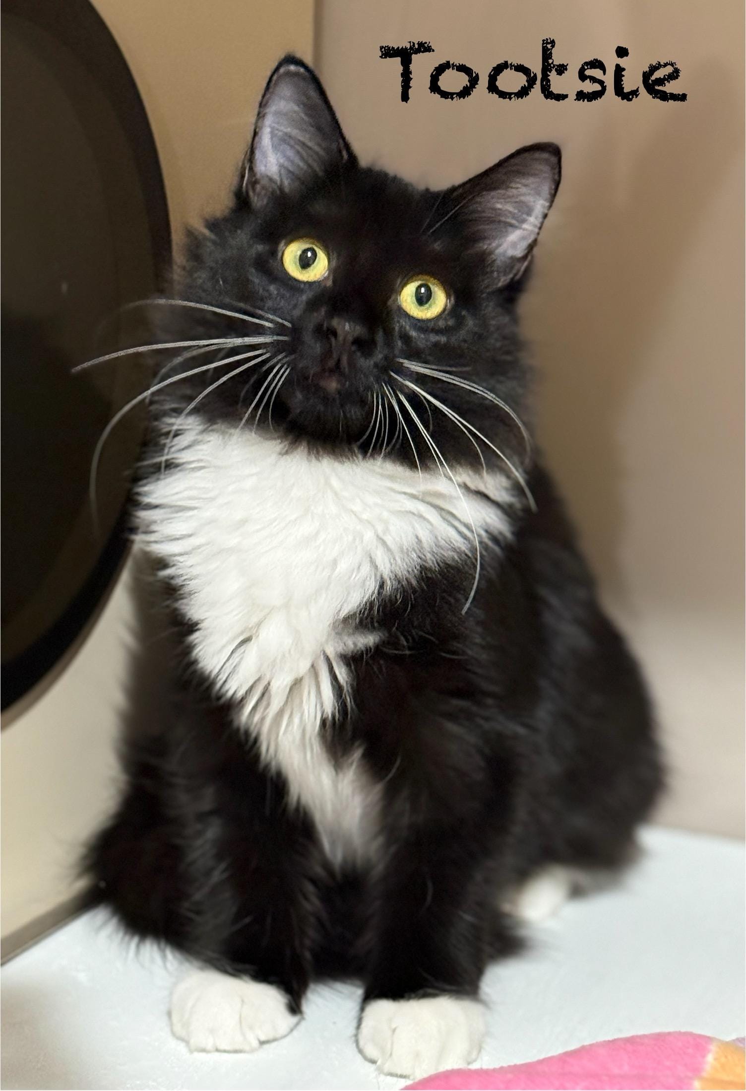 Adopt Tootsie Today - Find Paw Pal