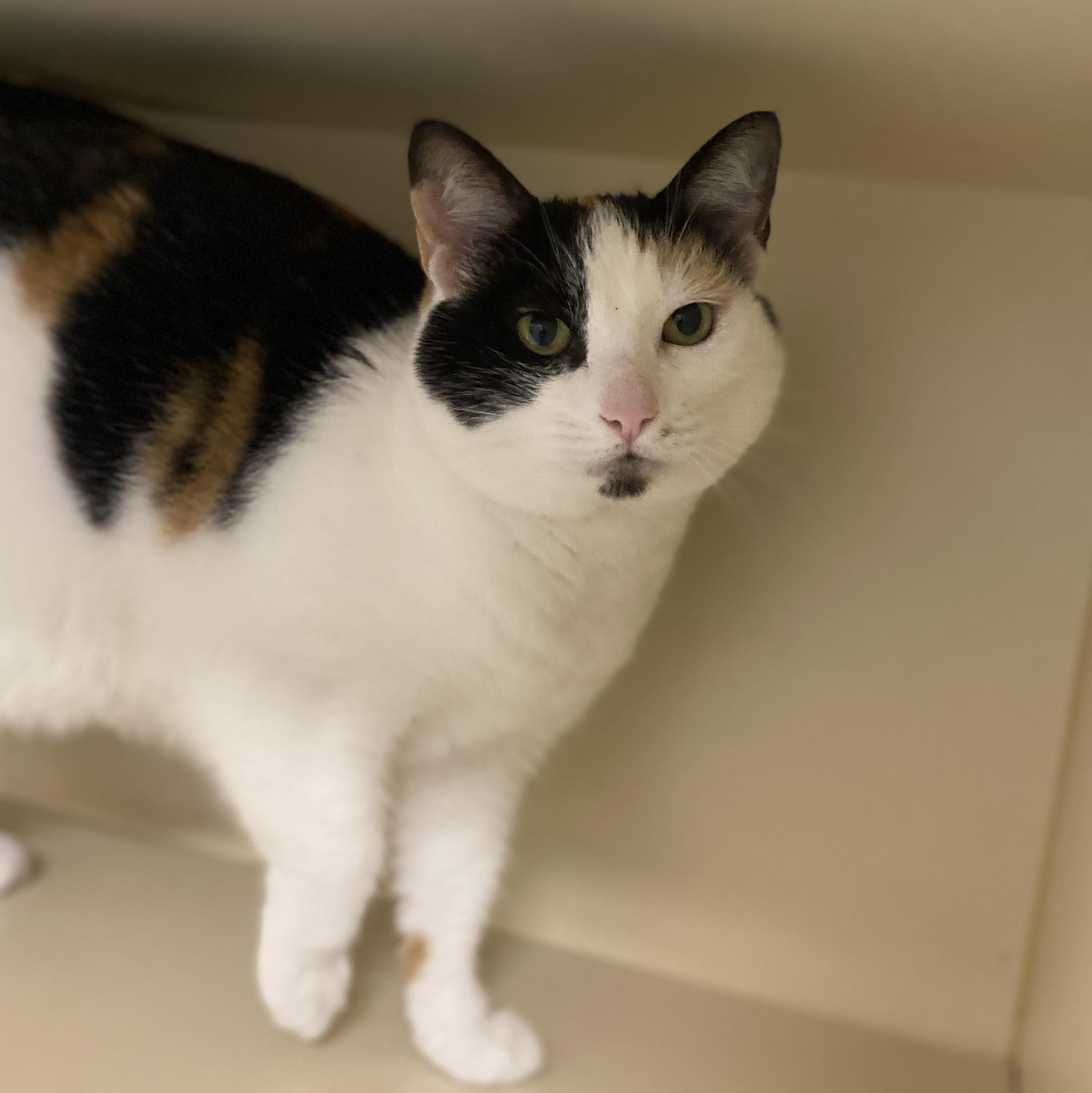 Friendship Animal Protective League in Elyria, OH - Find Paw Pal