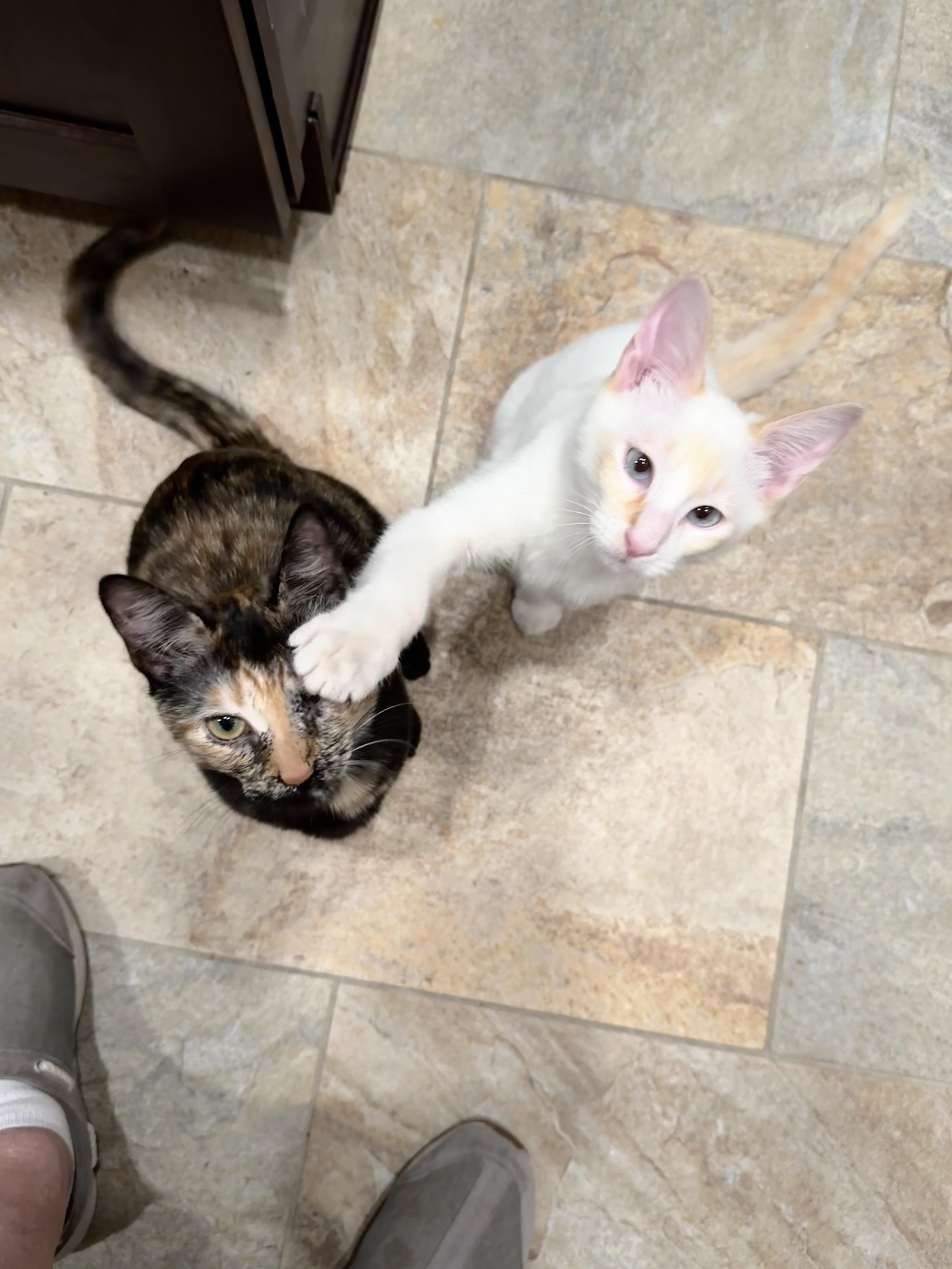 Adopt Poppy and Momo - Bonded Pair Today - Find Paw Pal