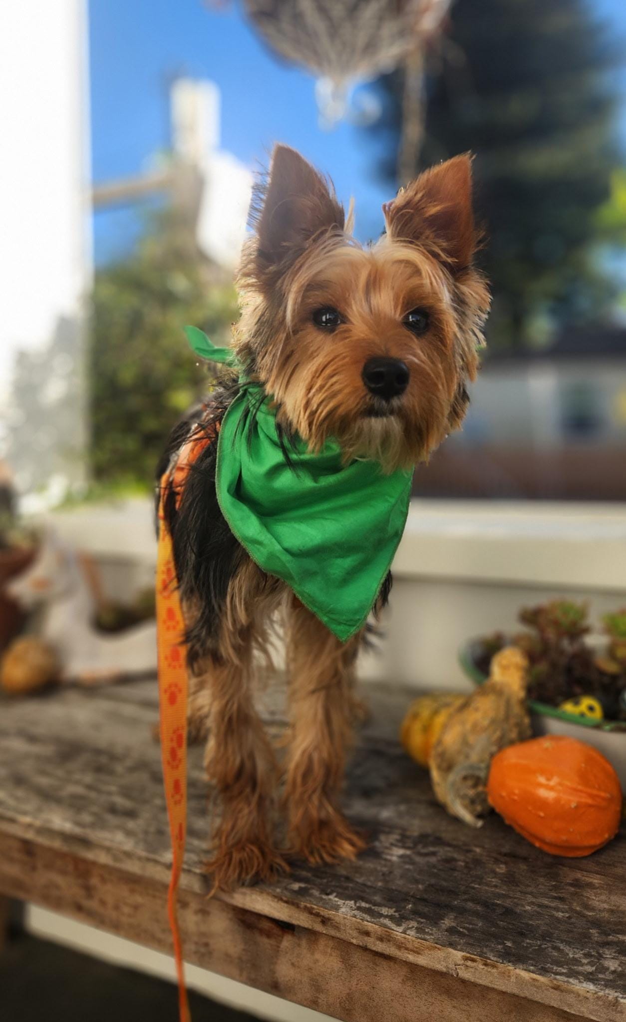 Adopt Buddy Today - Pets TheCountyOffice