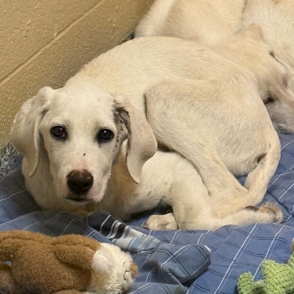 Adopt Mike Wazowski Today - Find Paw Pal