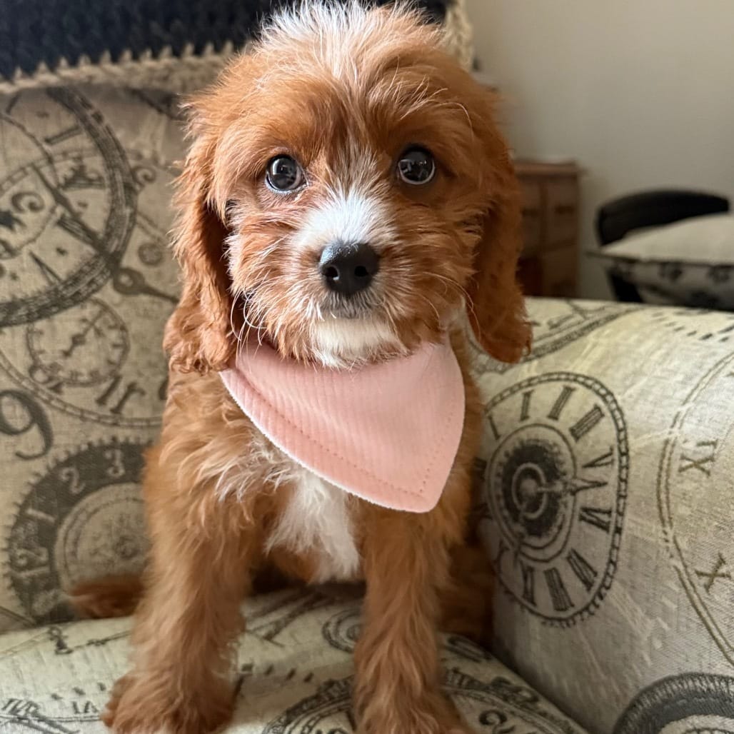 Adopt Cali Today - Find Paw Pal