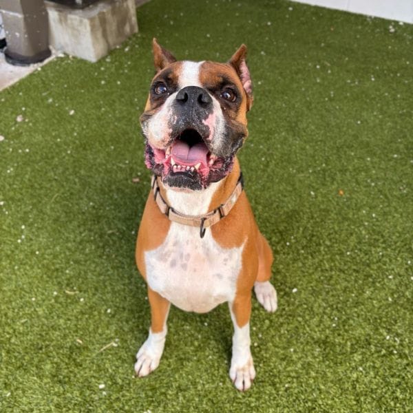 Suncoast Humane Society in Englewood, FL - Find Paw Pal