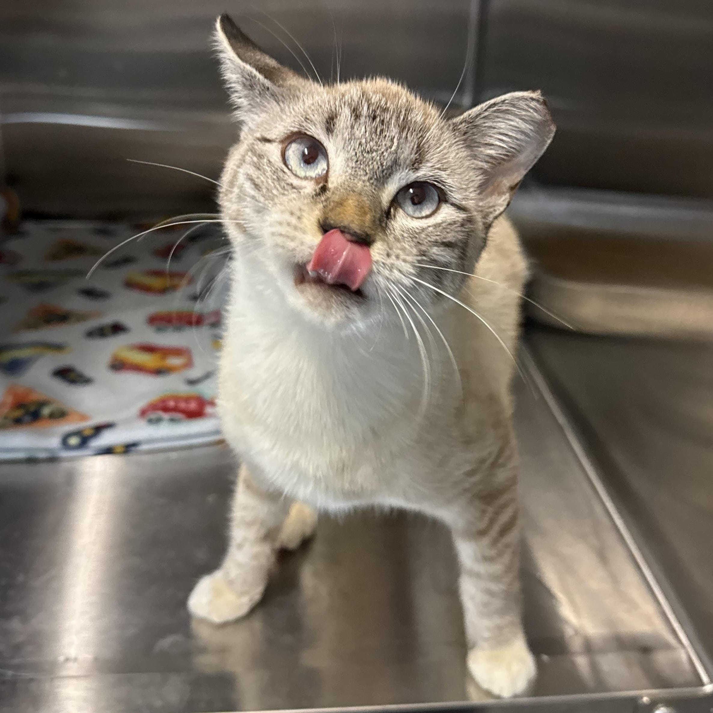 Adopt Jasmine Today - Pets TheCountyOffice