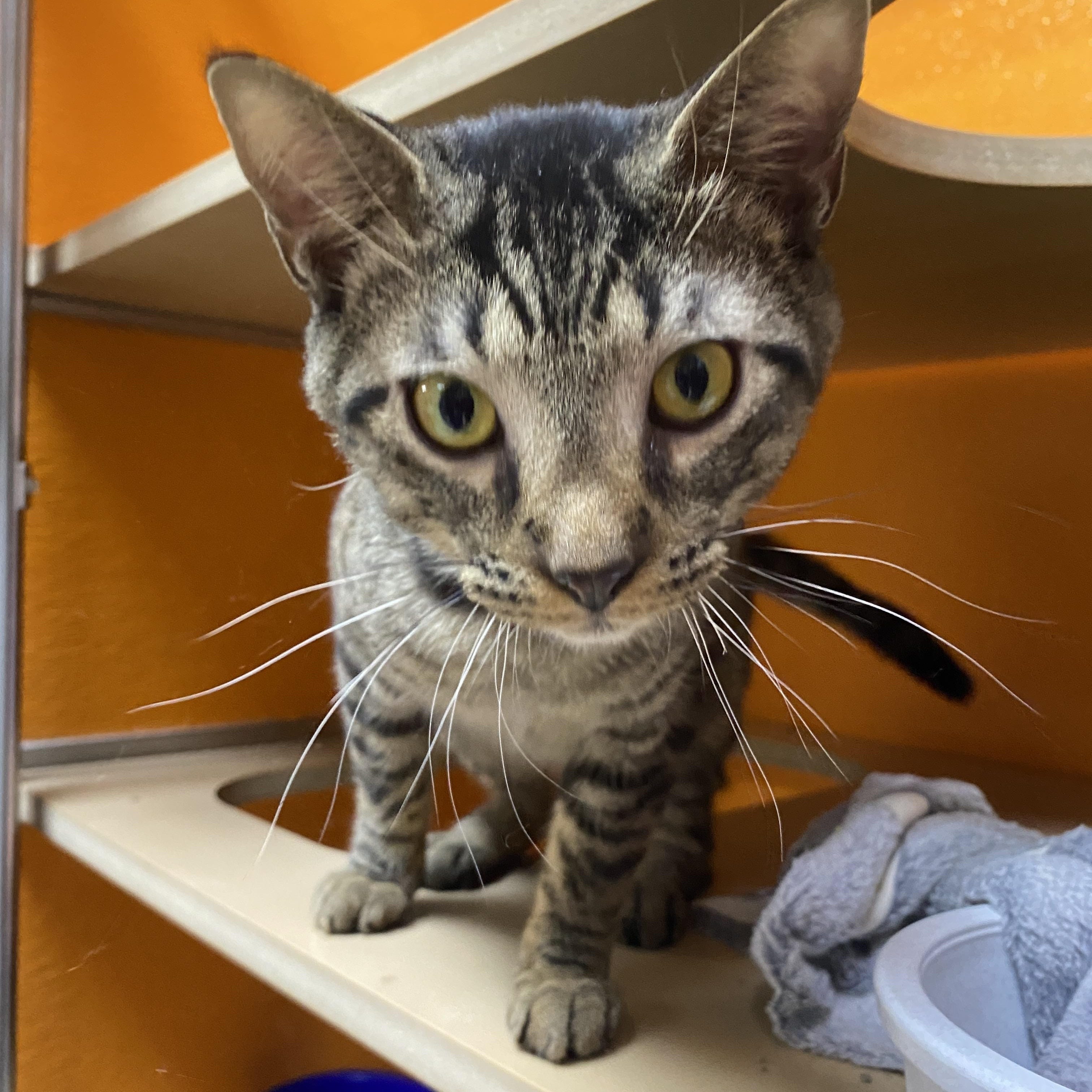 Friendship Animal Protective League in Elyria, OH - Find Paw Pal